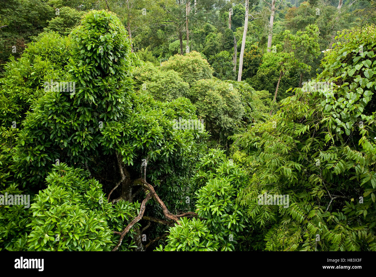 La canopée de la forêt tropicale de plaine, Danum Valley Conservation ...