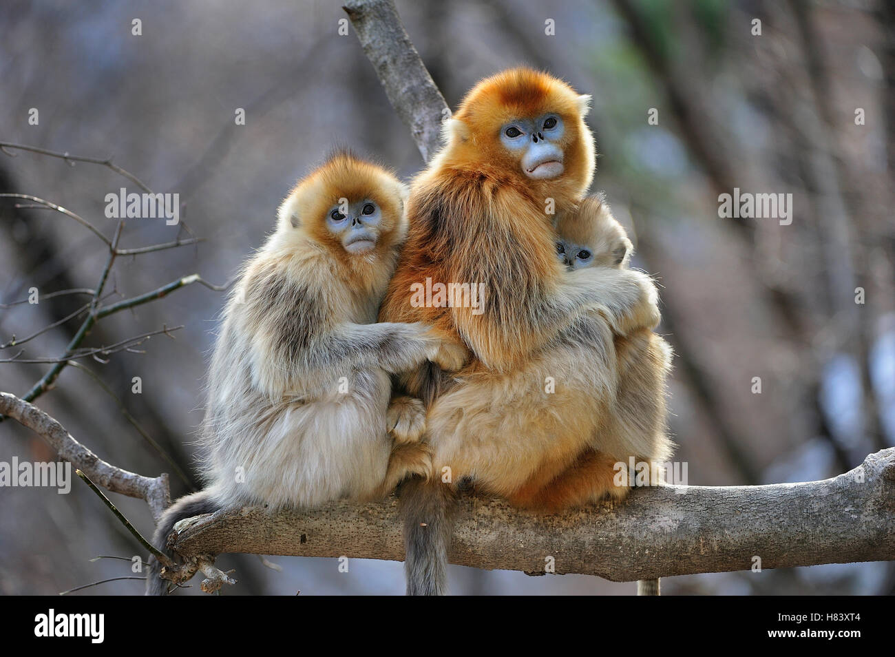 Golden snub-nosed (Rhinopithecus roxellana singe) mère avec les jeunes ...