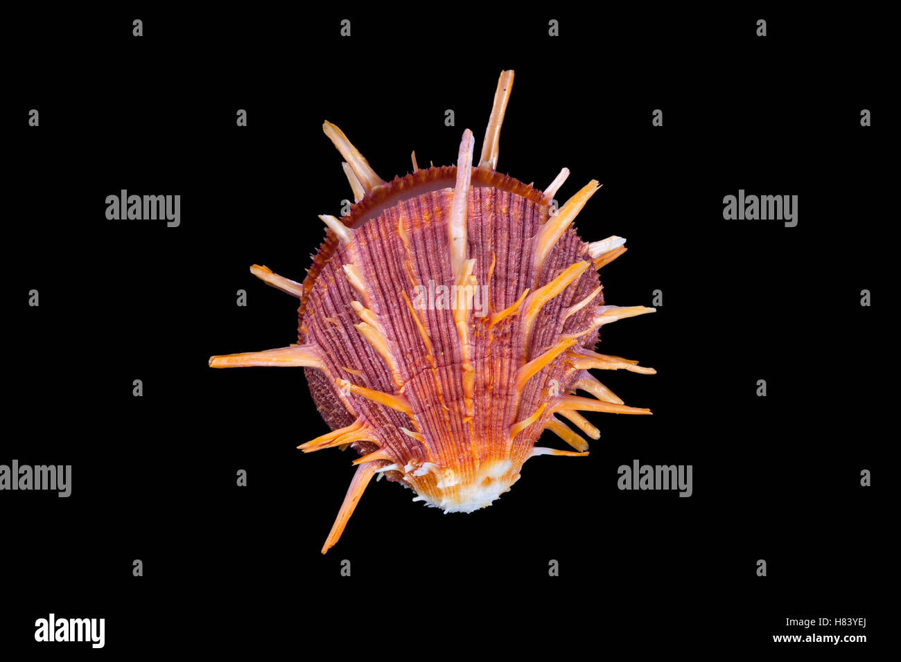 Spondylus shell Banque de photographies et d’images à haute résolution - Alamy