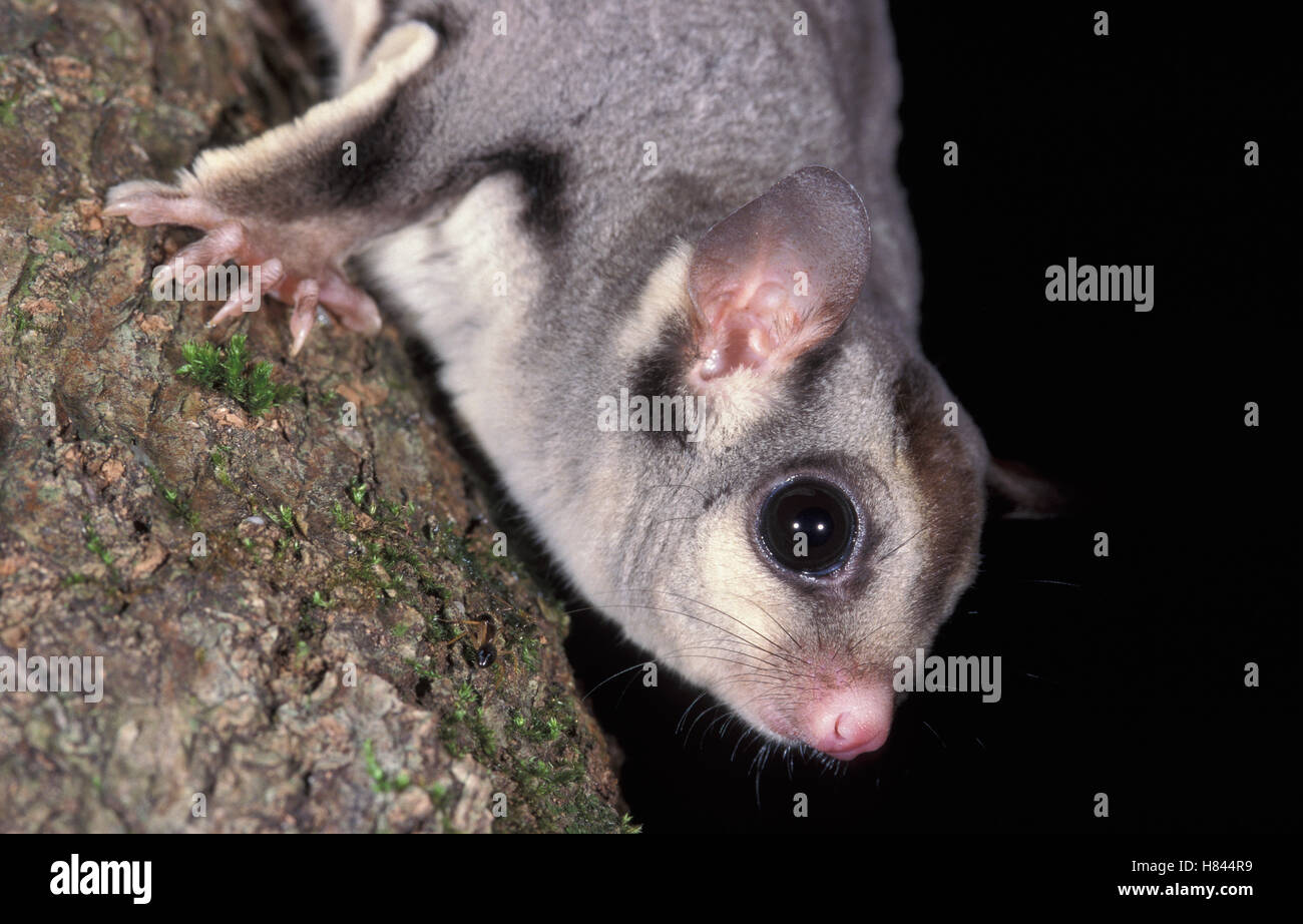 Planeur de sucre (Petaurus breviceps) sur le tronc de l'arbre dans la ...