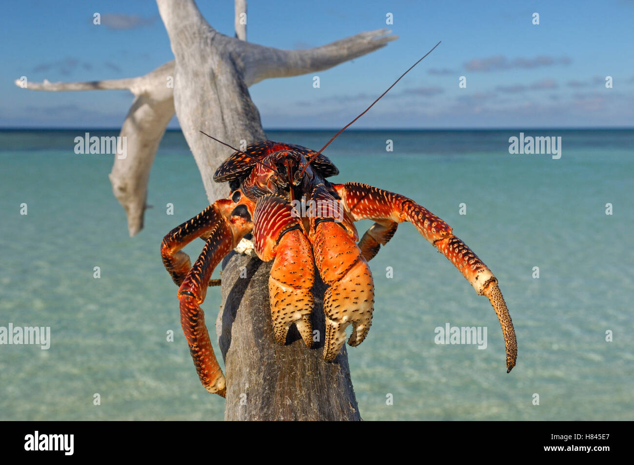 Crabe de cocotier (Birgus latro) dans l'arbre, plus grand invertébré ...