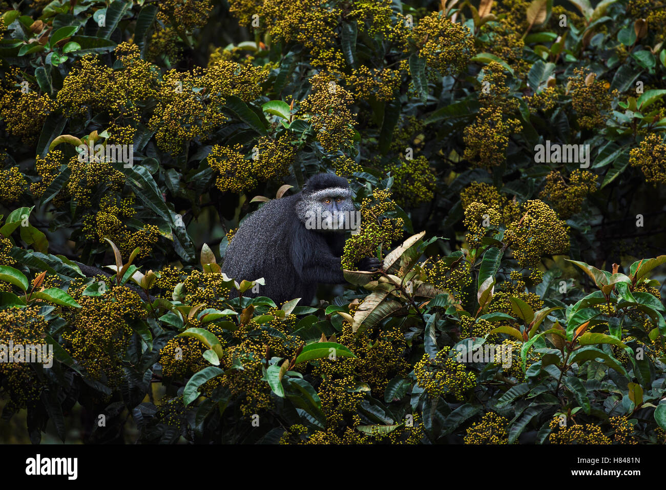Singe bleu (Cercopithecus mitis) mâle, nommé Bagi, se nourrissant de ...