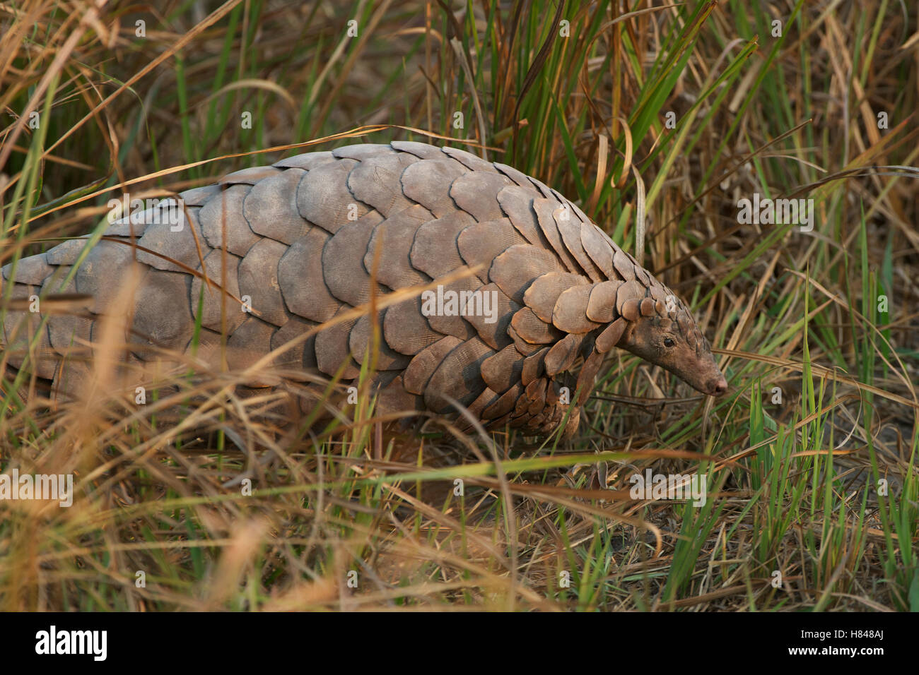 Le Cap (Manis temminckii) Pangolin, Concession Linyanti, Botswana Photo ...