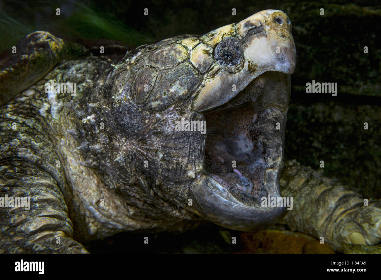 Alligator snapping turtle open mouth Banque de photographies et d ...
