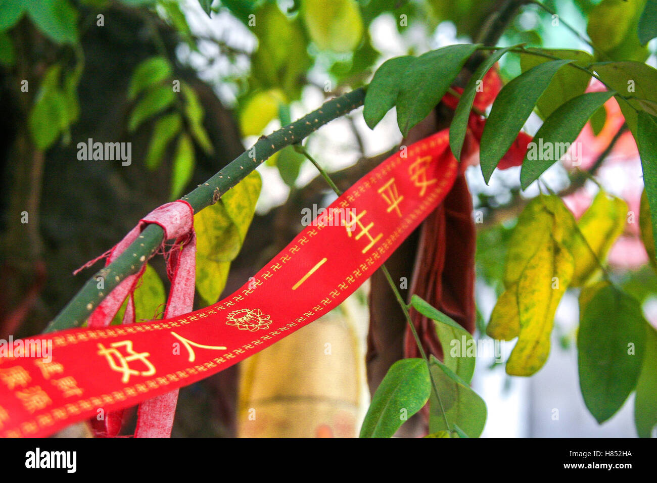 Arbre savant chinois Banque de photographies et d’images à haute ...