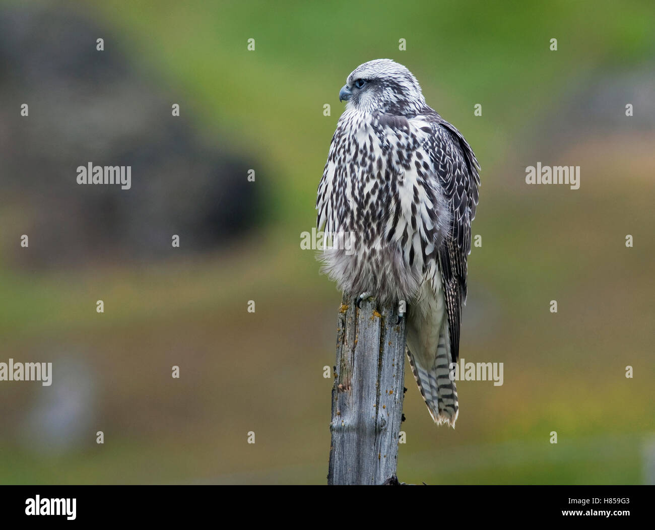 Le Faucon gerfaut (Falco rusticolus), Islande juvéniles Photo Stock - Alamy