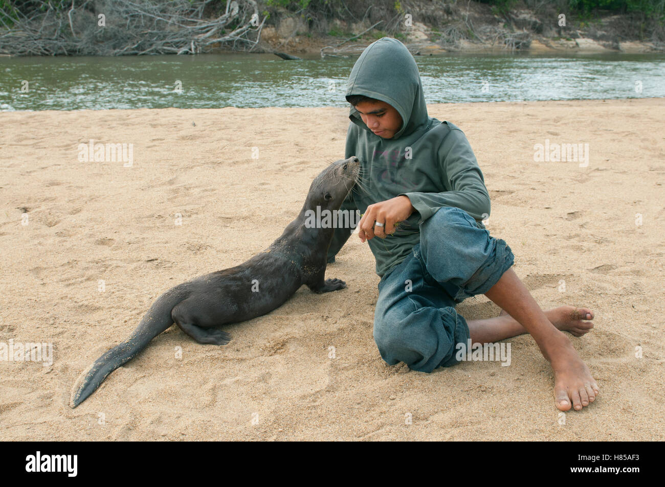 La loutre géante (Pteronura brasiliensis) avec garçon, rivière Rupununi ...