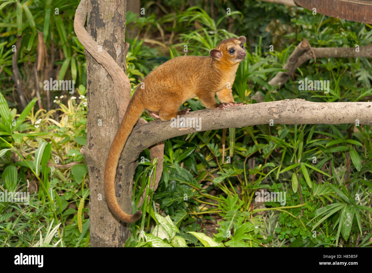 Kinkajou (Potos flavus) dans l'arbre, originaire de l'Amérique du Sud ...