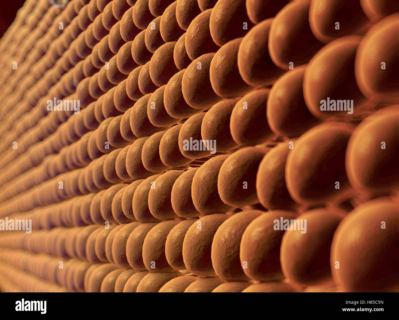 Membrane plasmique cellulaire Banque de photographies et d’images à ...