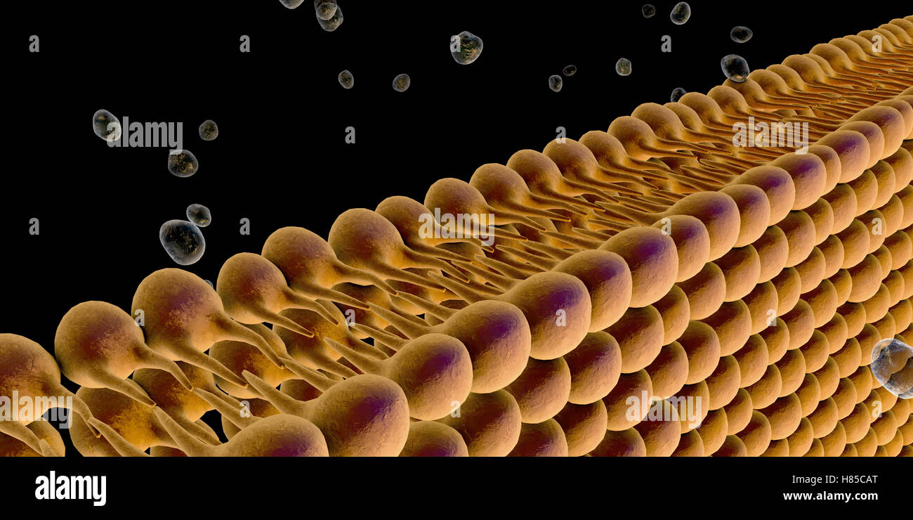 Membrane plasmique cellulaire Banque de photographies et d’images à ...