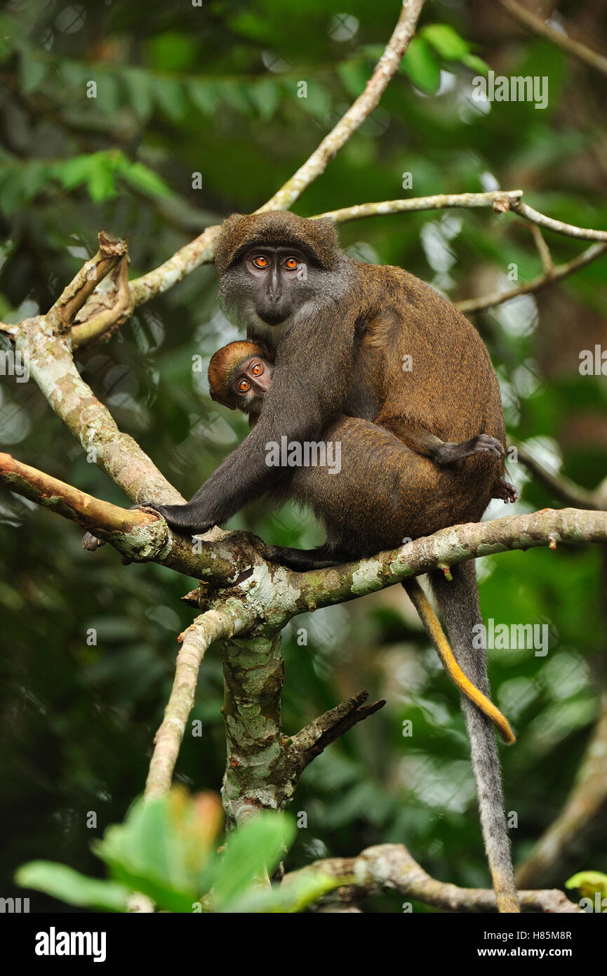 Sun-tailed Guénon (Cercopithecus solatus) mother with baby, Franceville ...