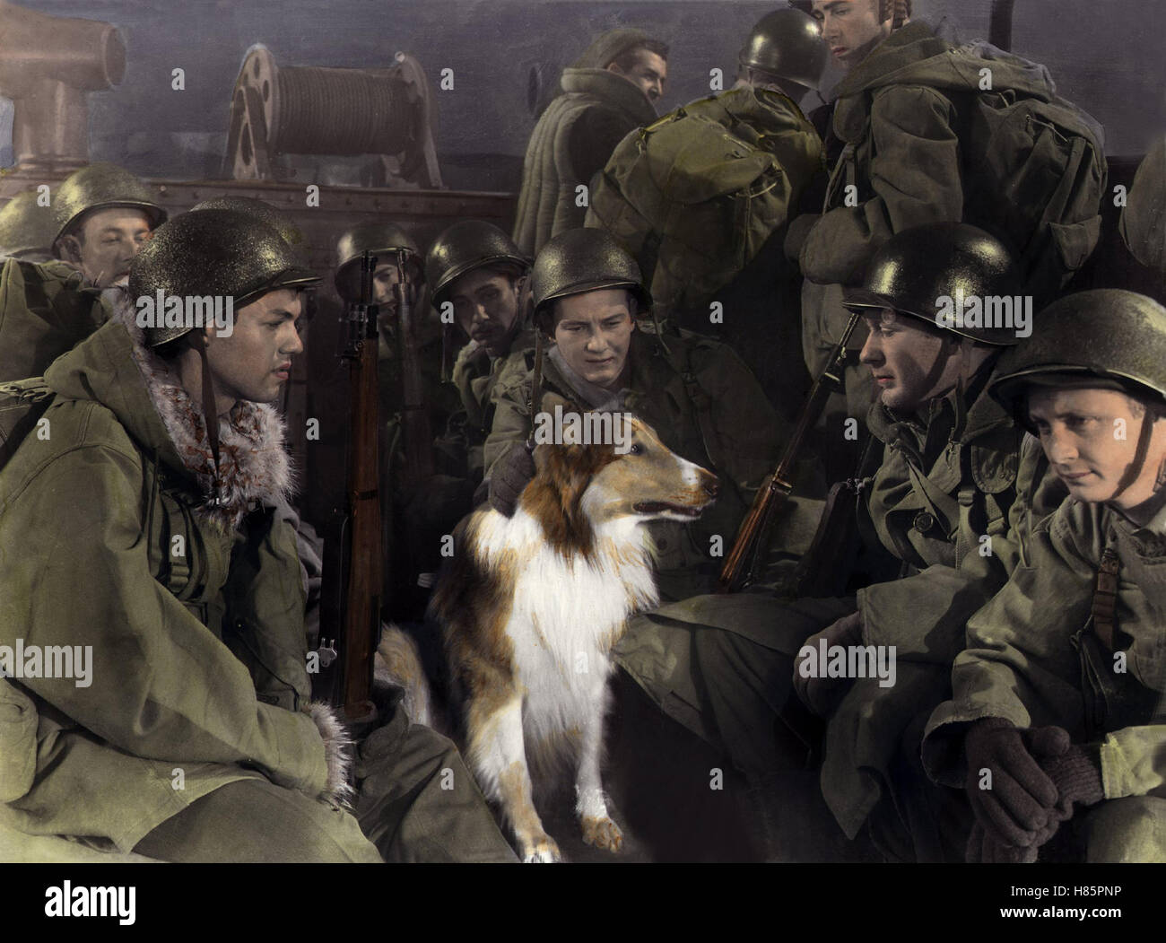 Auf vier Pfoten, tenue (COURAGE DE LASSIE) USA 1946, Regie : Fred ...