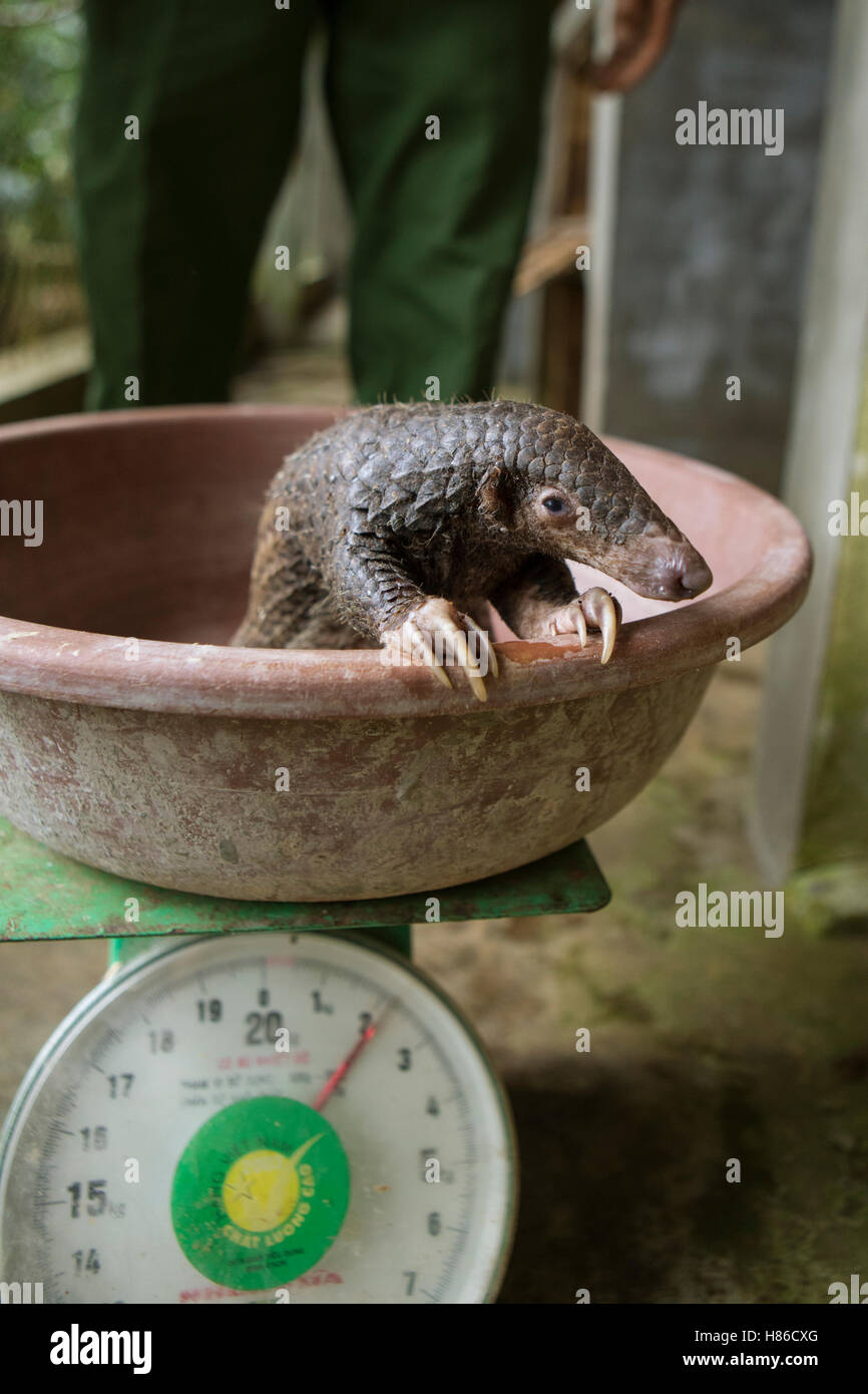 Malayan Pangolin (Manis javanica) trois mois sur échelle, Carnivore et ...