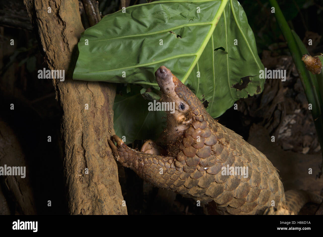 Malayan Pangolin (Manis javanica), personne réhabilitée, Carnivore et ...