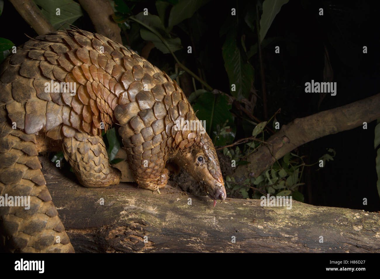 Malayan Pangolin (Manis javanica), personne réhabilitée, il se nourrit de fourmis, Carnivore et ...