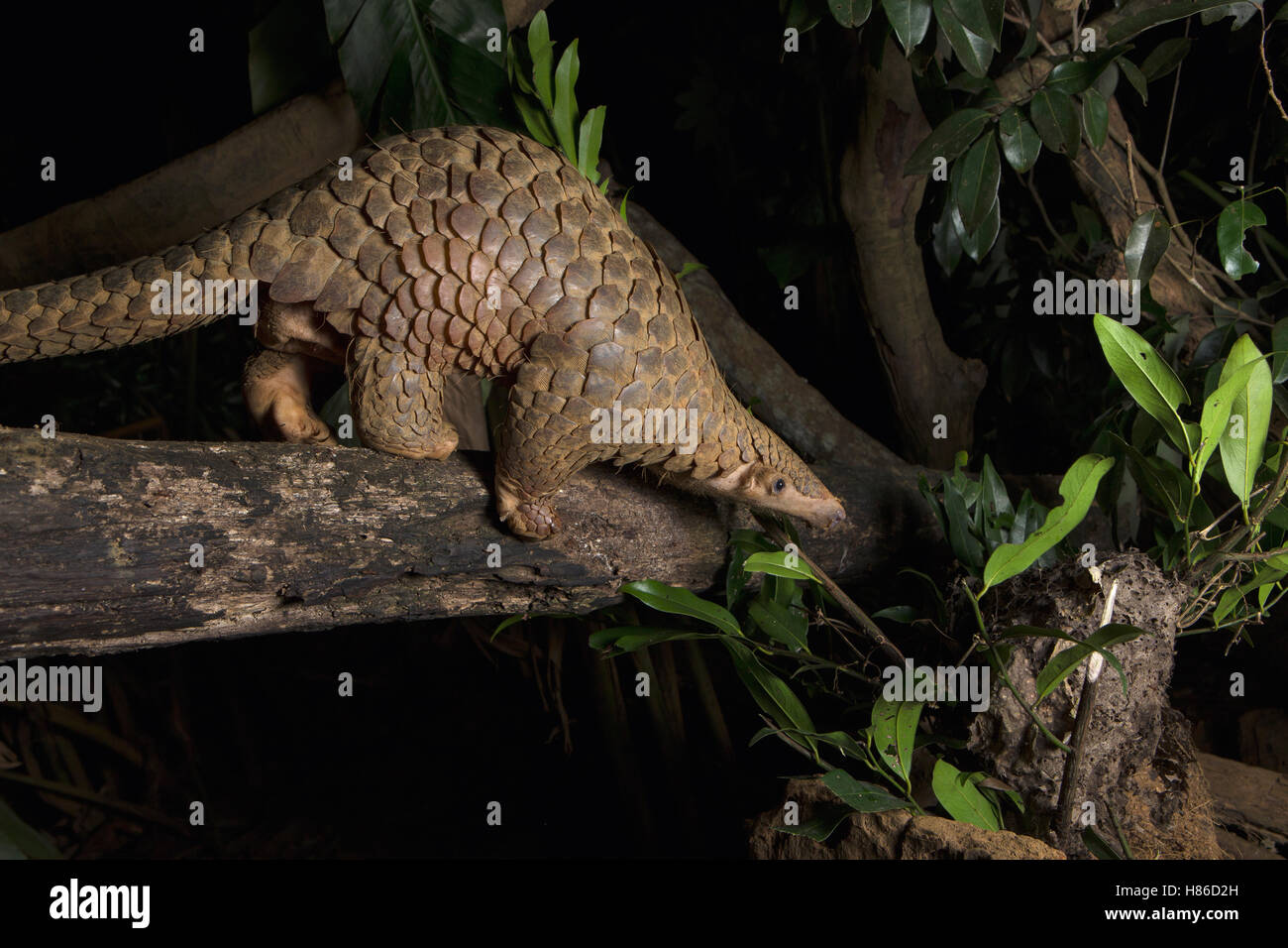 Malayan Pangolin (Manis javanica), personne réhabilitée, Carnivore et ...