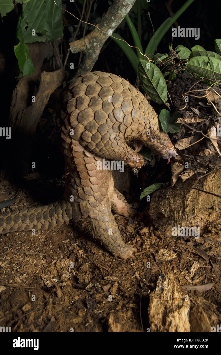 Malayan Pangolin (Manis javanica), personne réhabilitée, nid de fourmis raids, Carnivore et ...