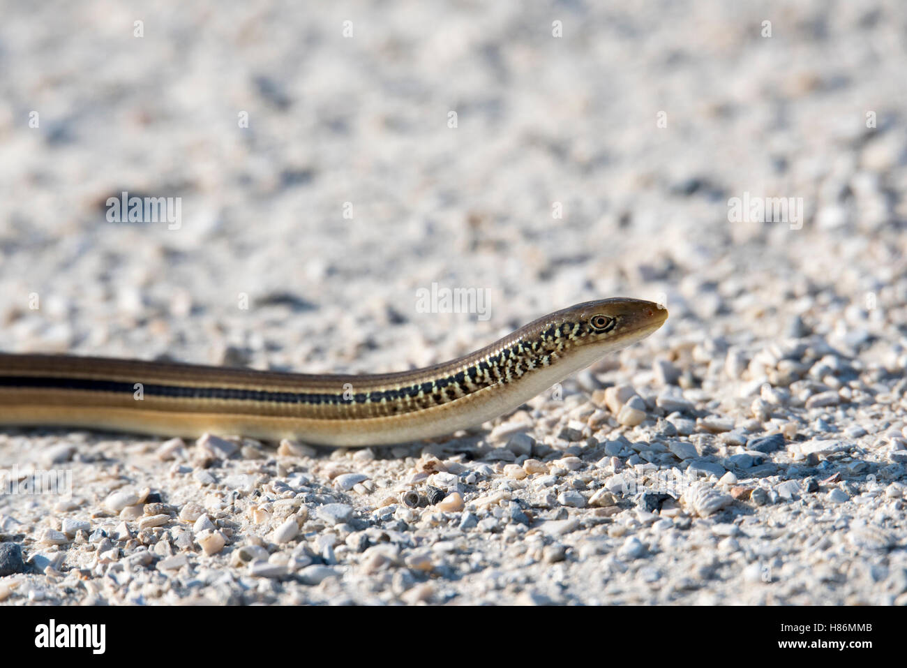 Verre de l'île Lizard (Ophisaurus compressus), Kissimmee Prairie ...