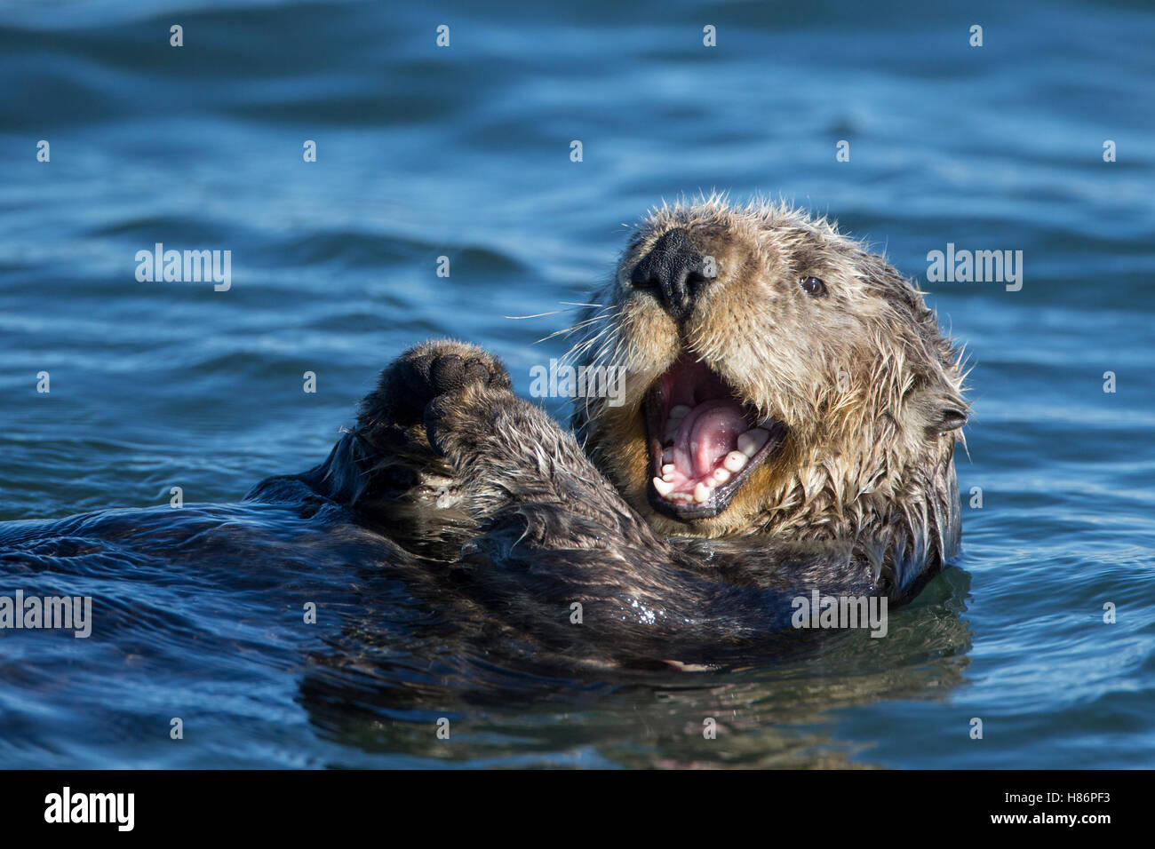 Loutre de mer (Enhydra lutris) les bâillements, la baie de Monterey ...