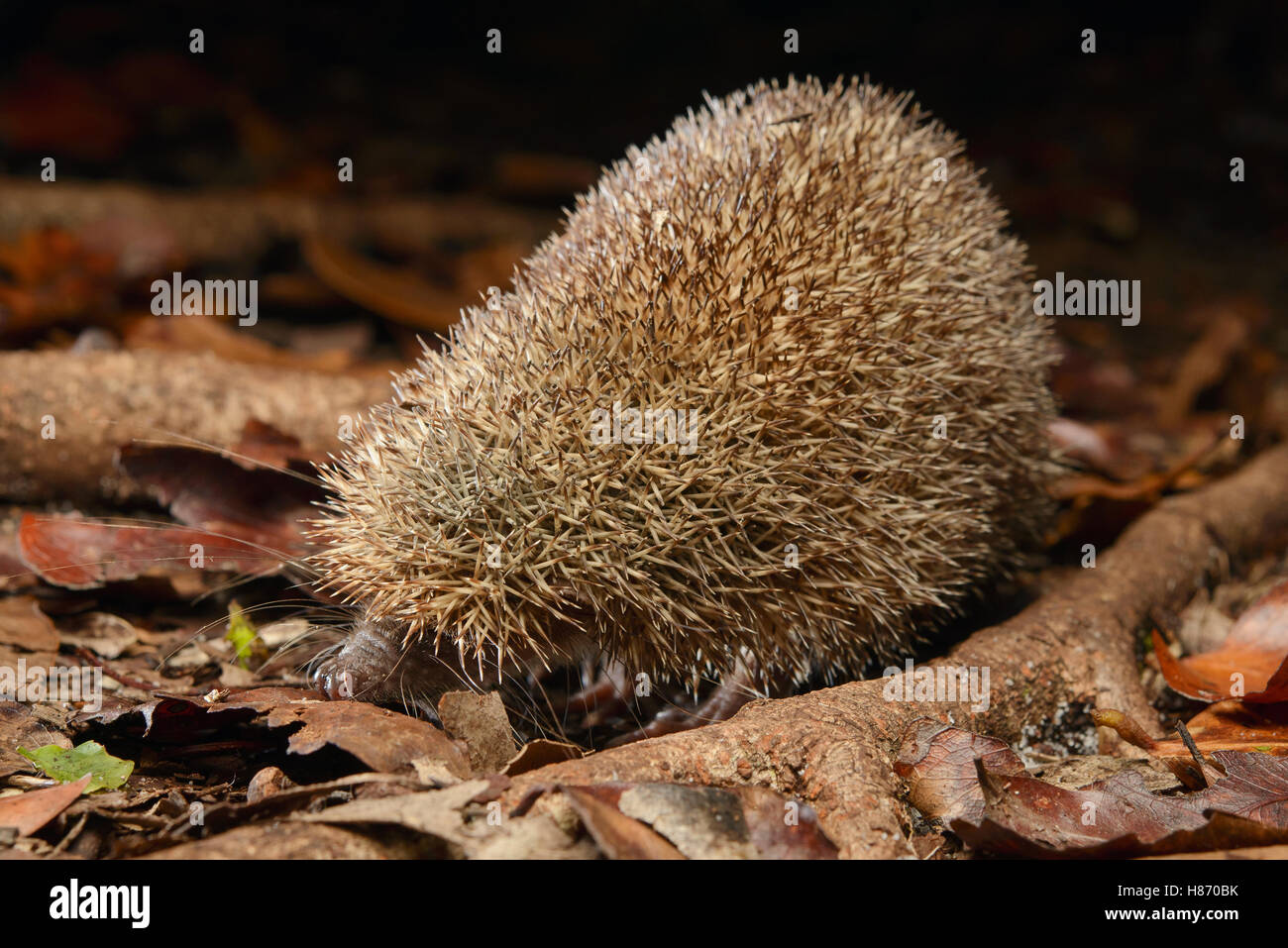 Le Tenrec hérisson plus (Setifer setosus), Palmarium, Madagascar Photo ...