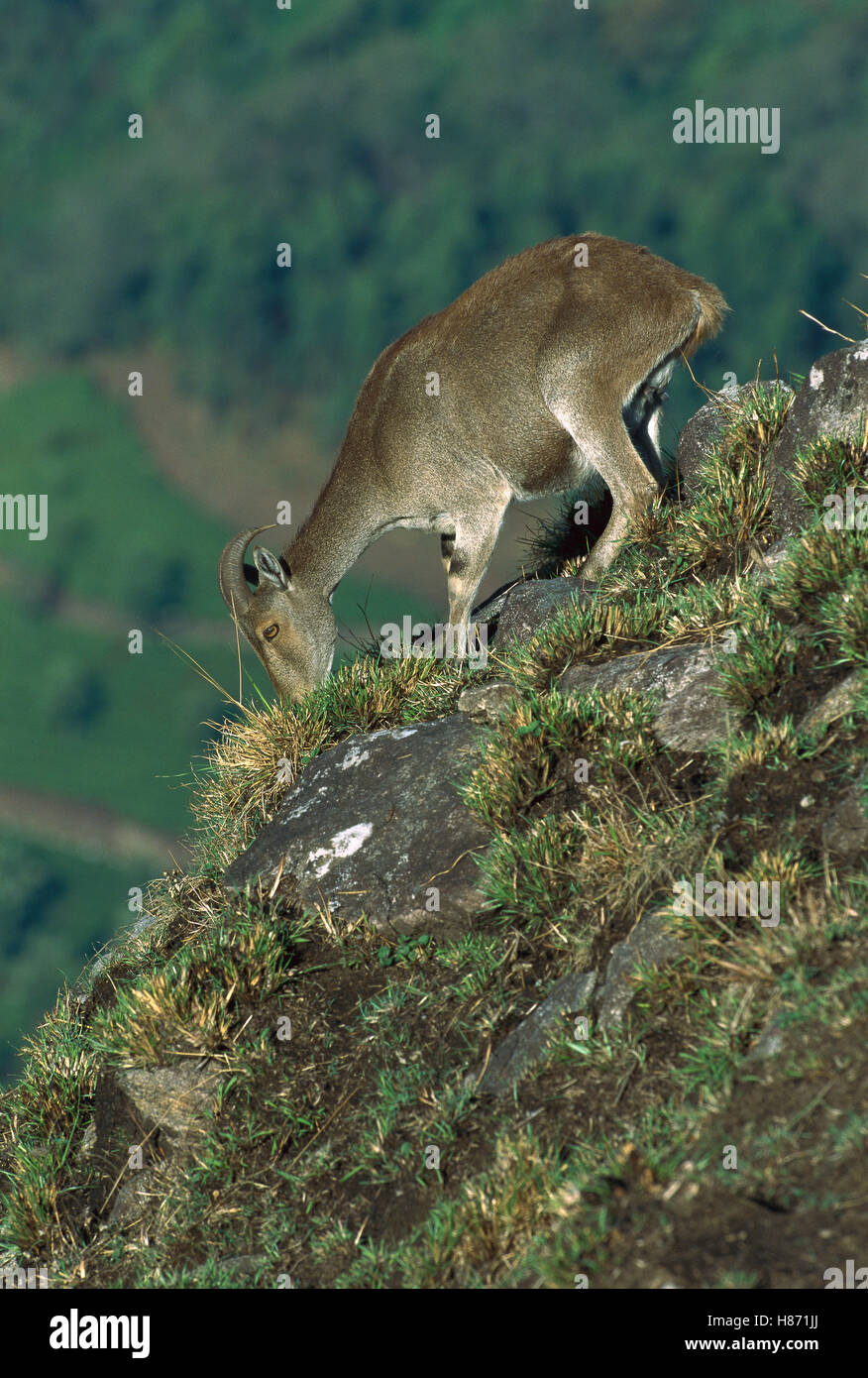 Hemitragus hylocrius Nilgiri Tahr (femelle) pâturage sur la colline ...