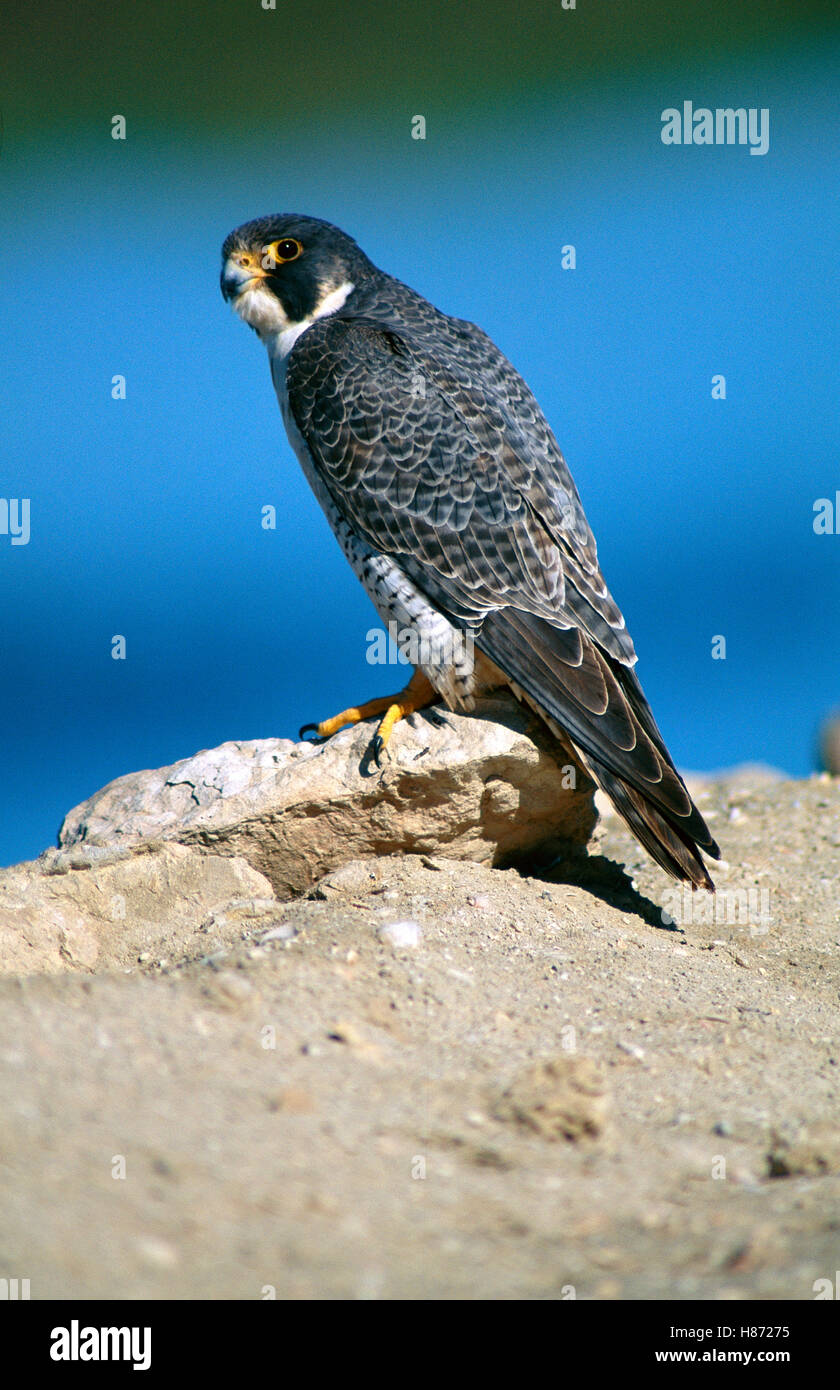 Le faucon pèlerin (Falco peregrinus) adulte perché sur un rocher, Ojo ...