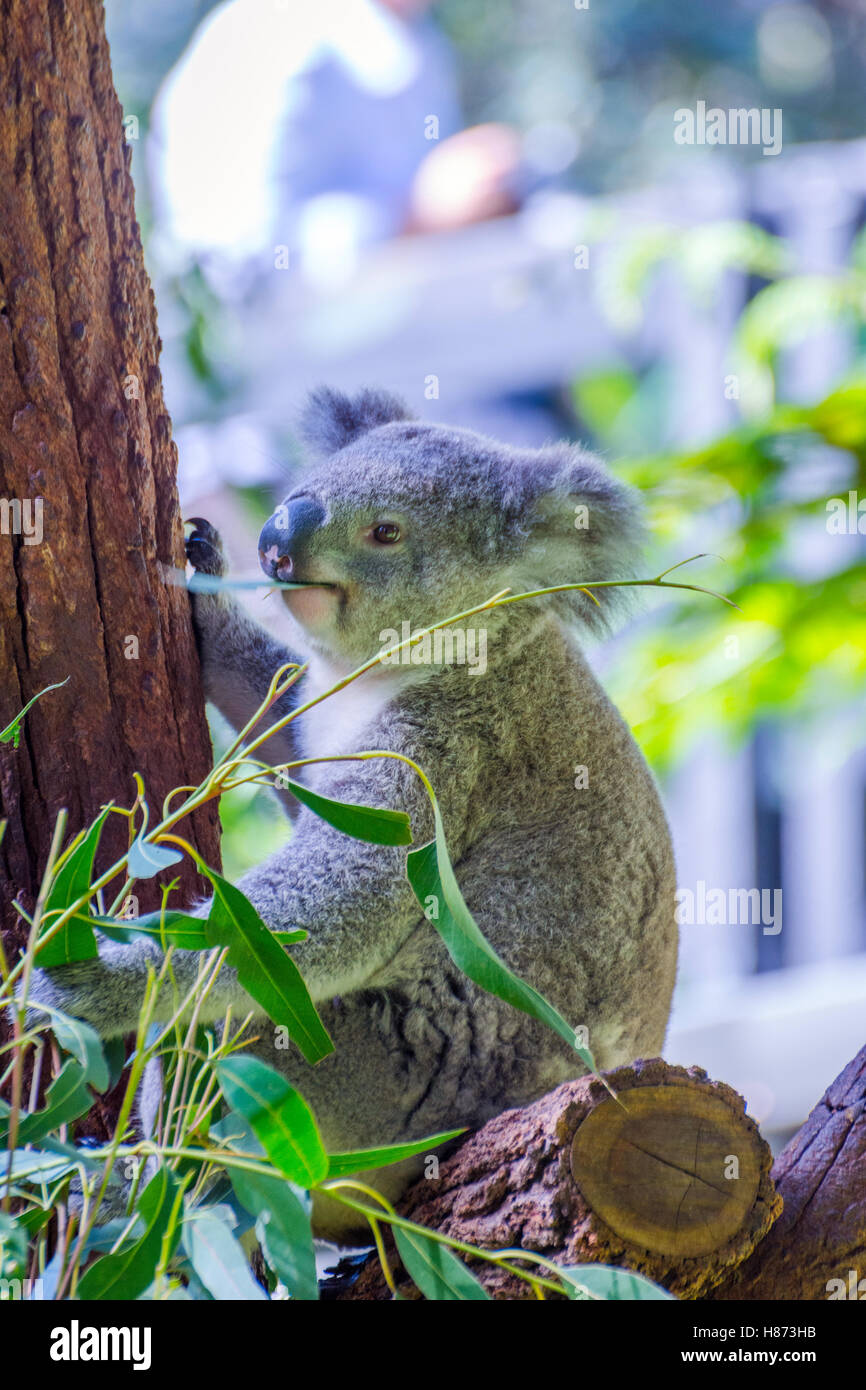 Koala mangeant de l'eucalyptus Banque de photographies et d’images à ...