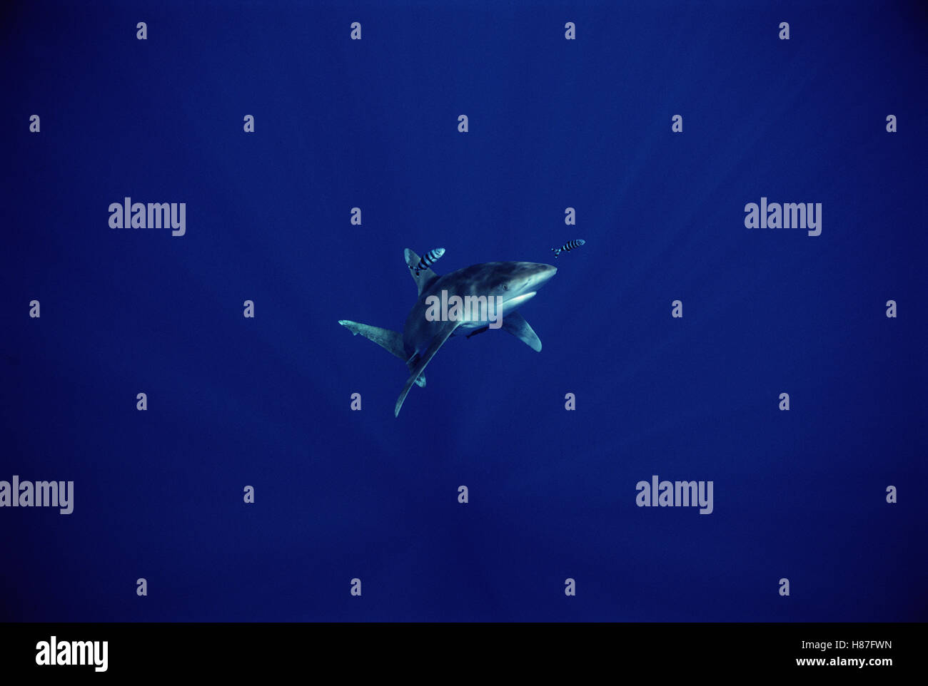 Requin à pointe blanche océanique (Carcharhinus longimanus) avec du ...