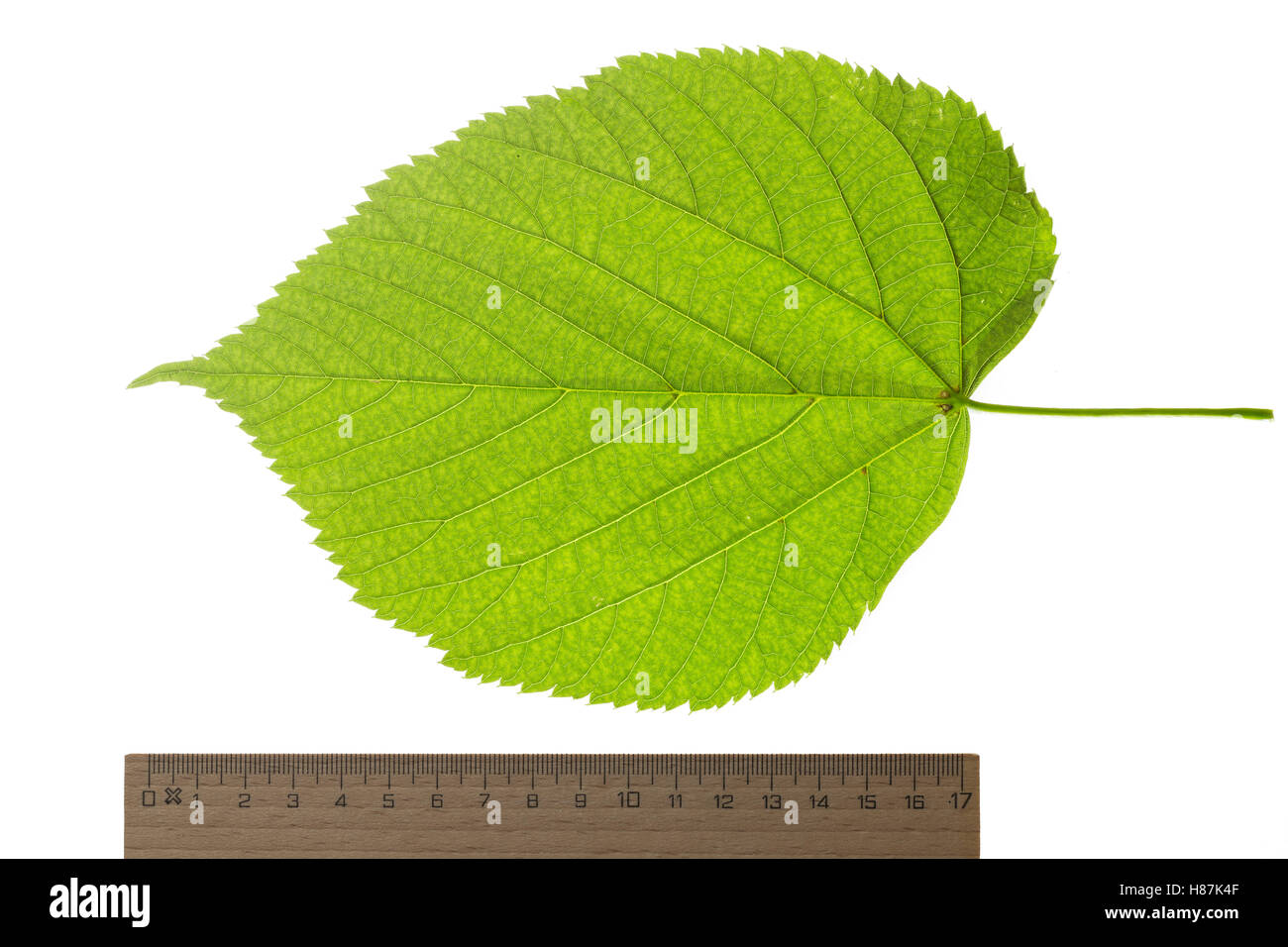 Le tilleul damérique Banque de photographies et d’images à haute ...