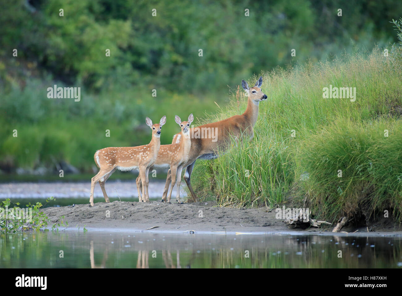 Le cerf de Virginie (Odocoileus virginianus) mère et les faons, Glacier ...