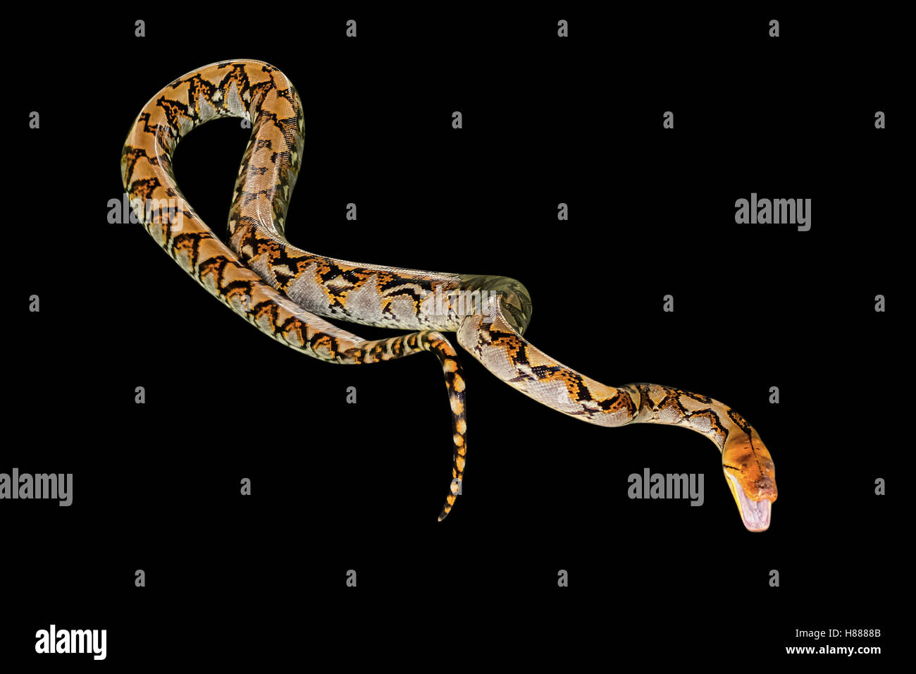 Reticulated python Banque de photographies et d’images à haute ...