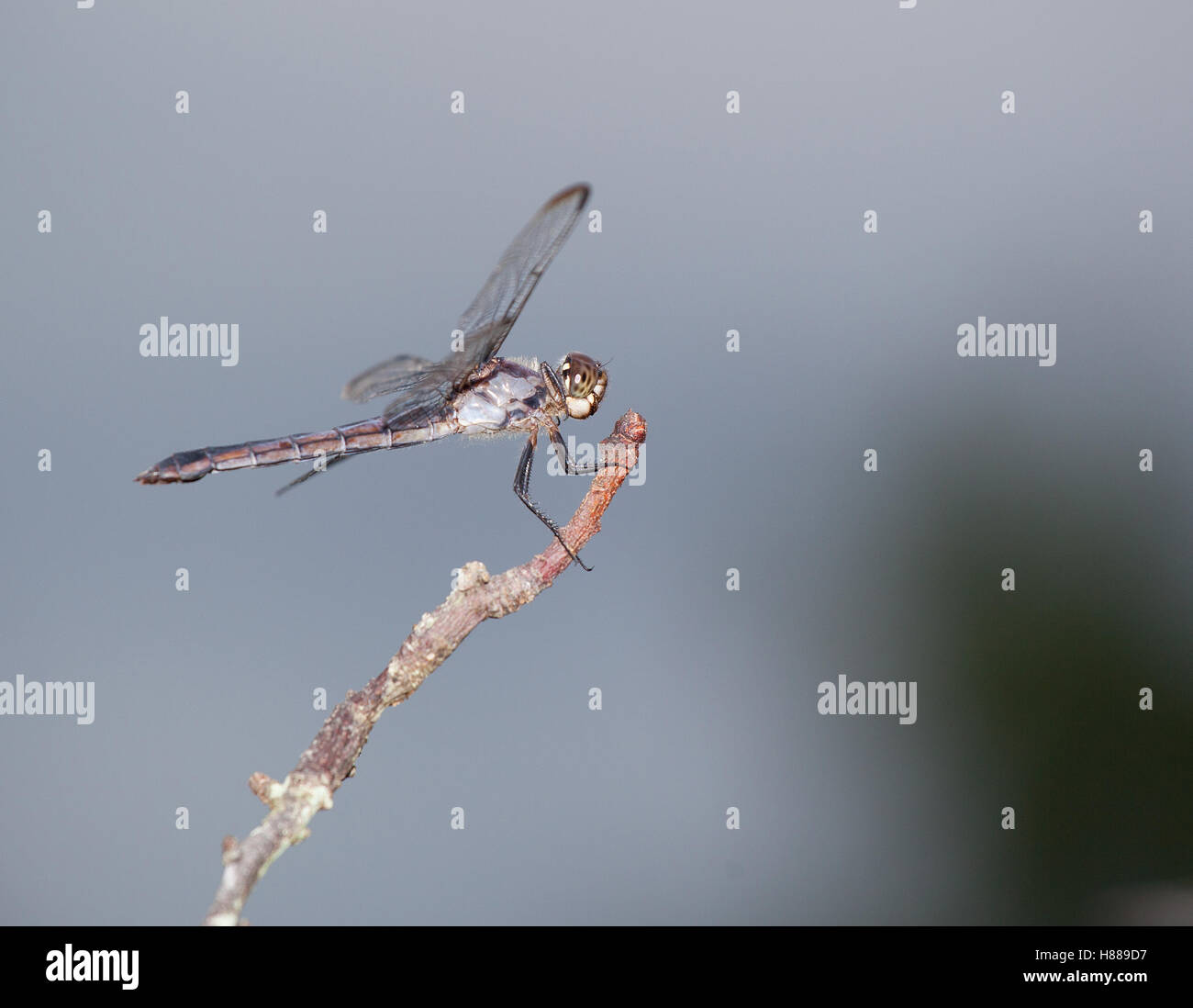 Libellule aux yeux verts Banque de photographies et d’images à haute ...