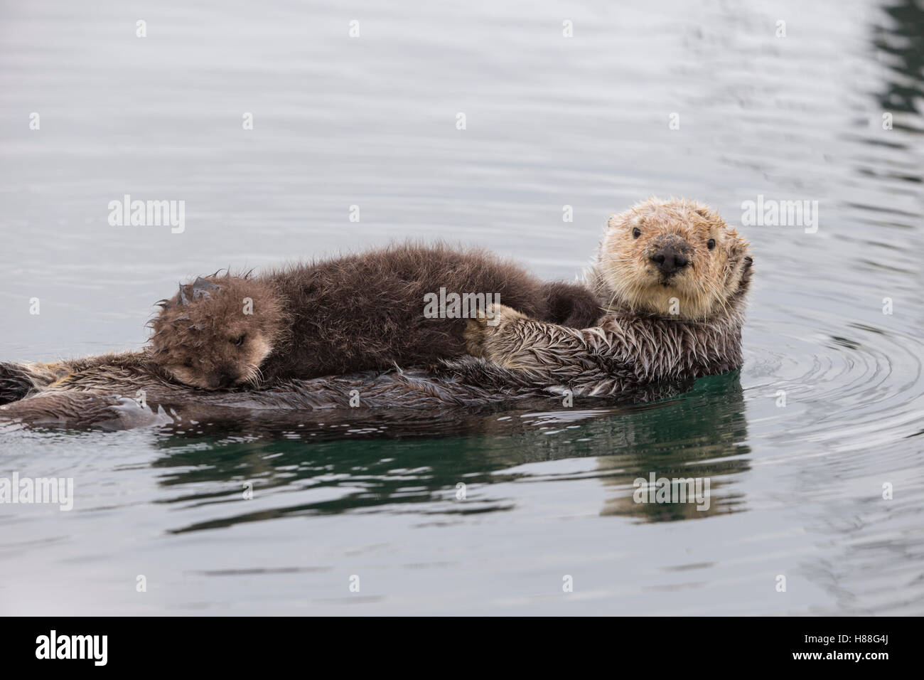 Loutre de mer (Enhydra lutris) mère et trois petits nouveau-né d'un ...