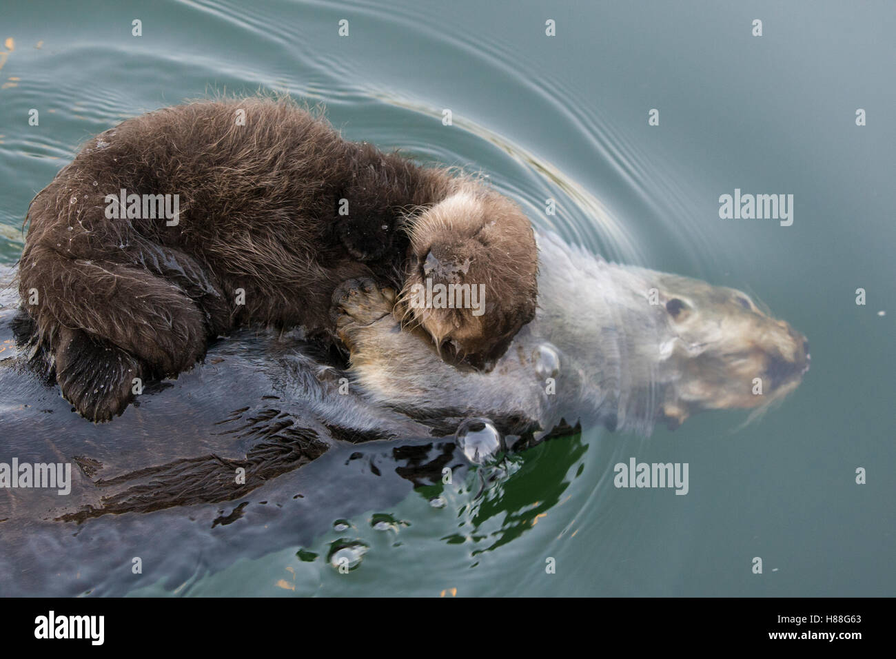 Loutre de mer (Enhydra lutris) mère tremper sous l'eau tout en portant ...