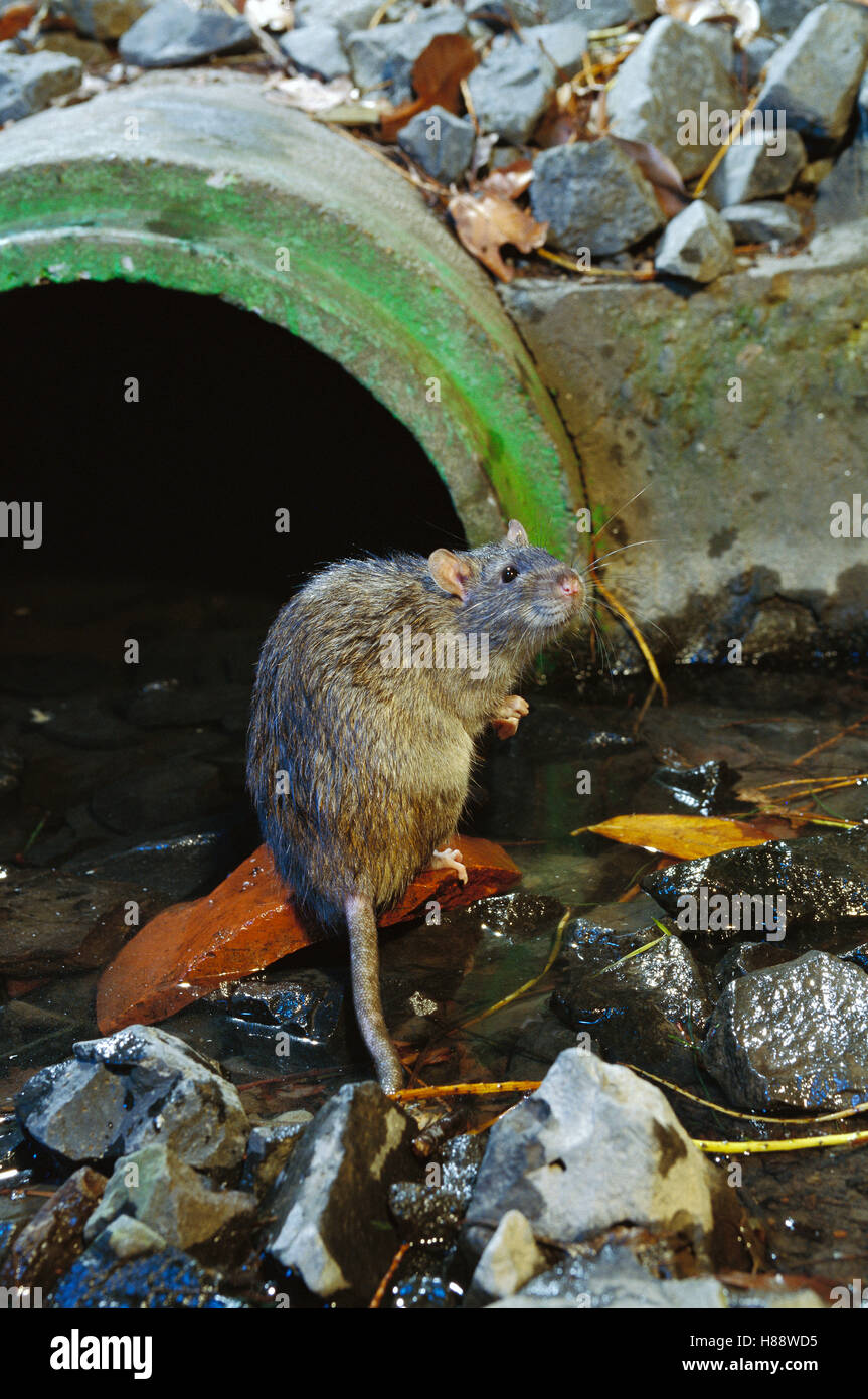 Rat surmulot (Rattus norvegicus) à la sortie d'eau des déchets, des ...