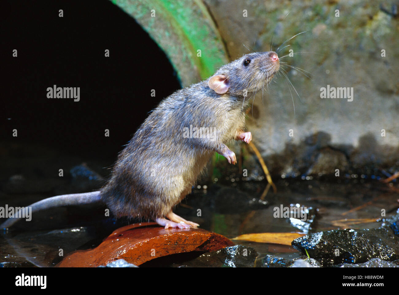 Rat surmulot (Rattus norvegicus) à la sortie d'eau des déchets, des ...
