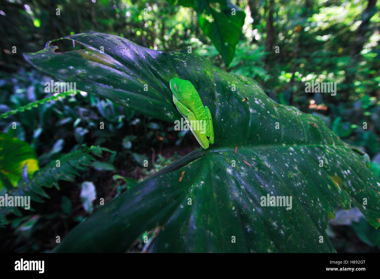 La Rainette aux yeux rouges (agalychnis callidryas) dormir sur une ...