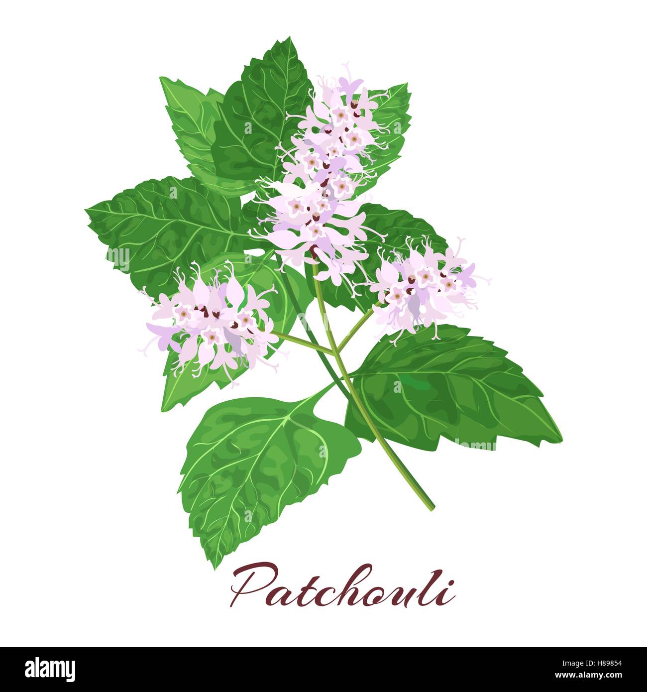 connu-sous-le-nom-de-patchouli-pogostemon-cablini-vector-illustration