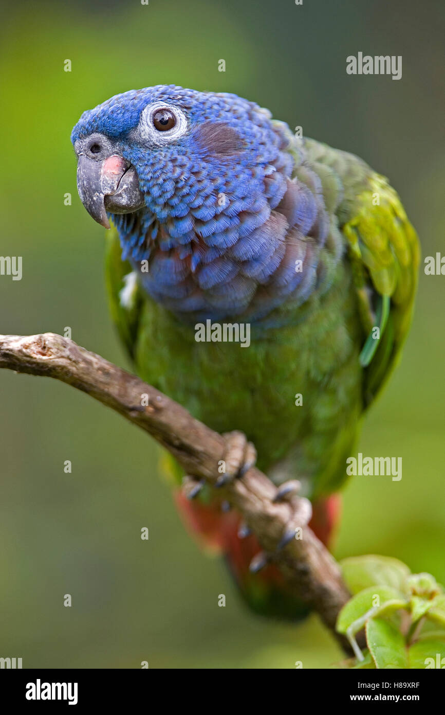 Amazone à tête bleue (Pionus menstruus), portrait de l'écosystème ...