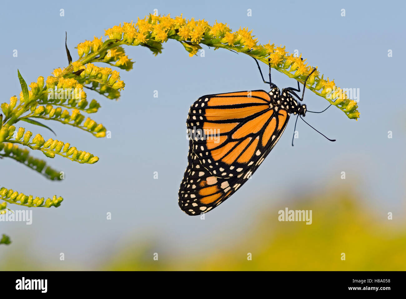 Monarque (Danaus plexippus) se nourrissant de nectar aux papillons de ...