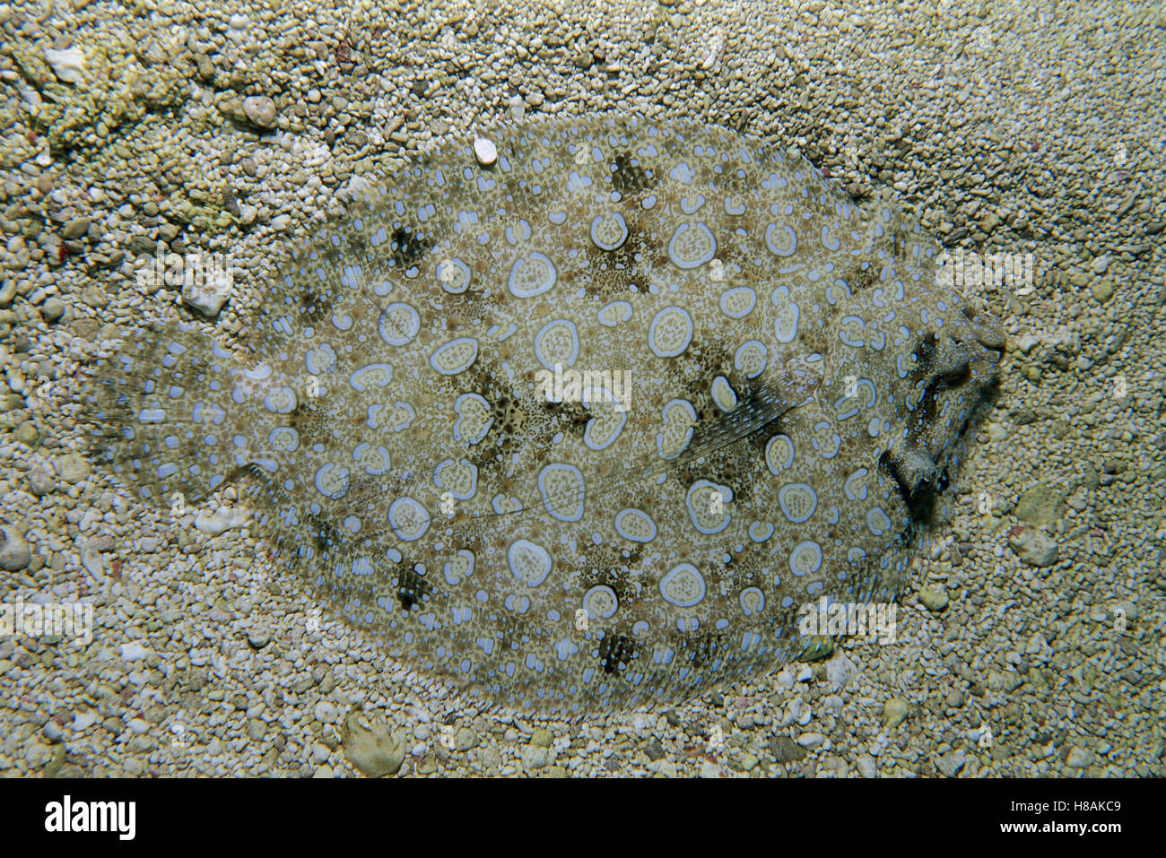 La plie rouge fleuri (Bothus mancus) camouflé dans du sable, de l'atoll ...