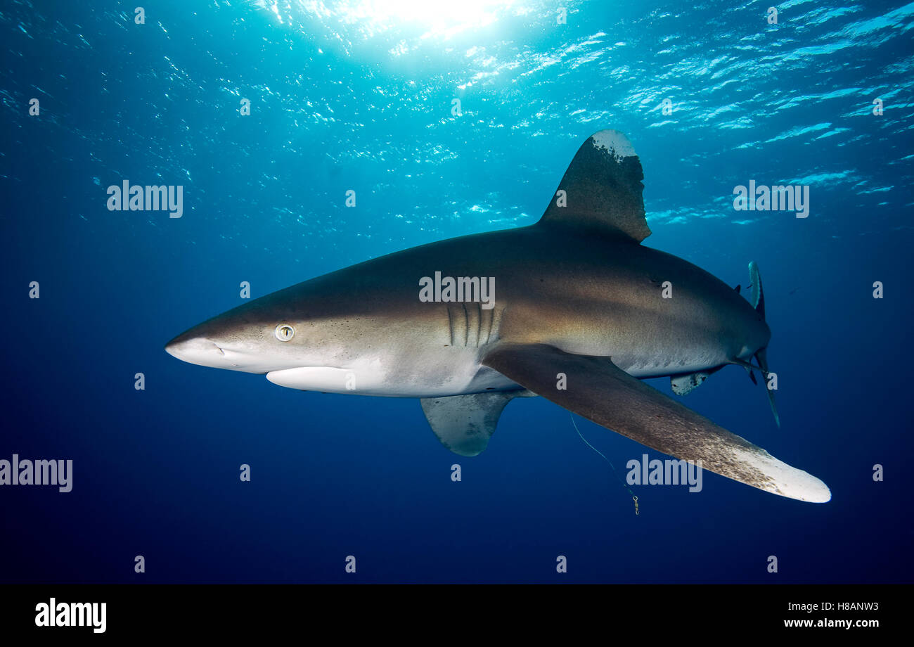 Oceanic requins à pointe blanche (Carcharhinus longimanus) natation ...