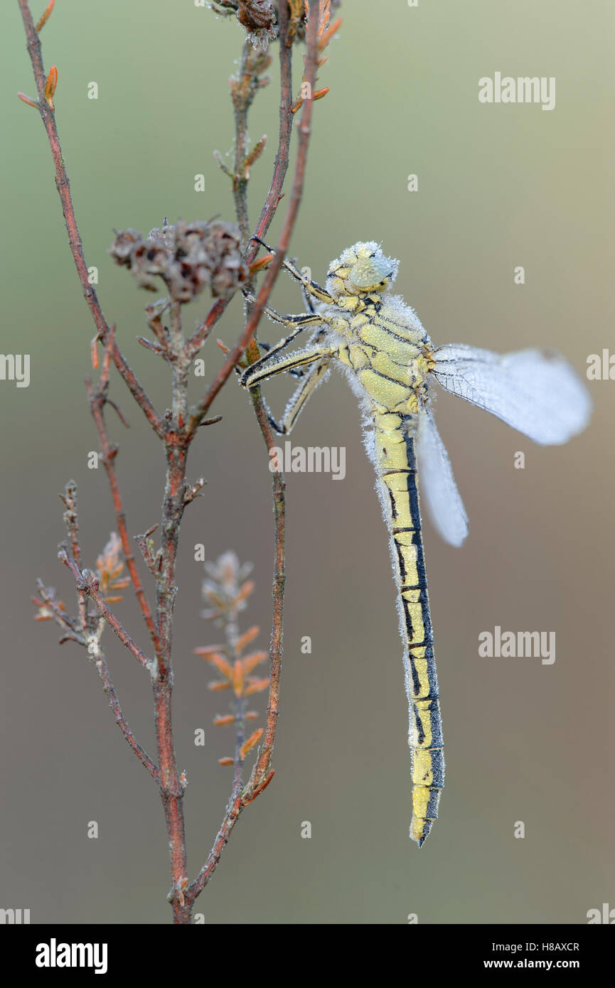 Gomphe à pattes jaunes (Gomphus pulchellus) sur une brindille, Groot ...