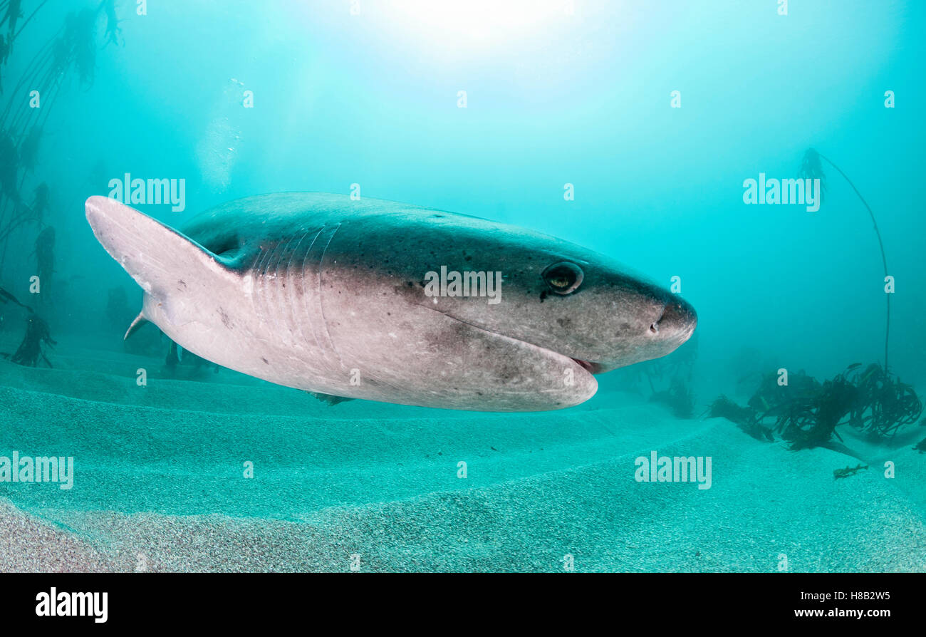 Requin Vache Banque d'image et photos - Alamy