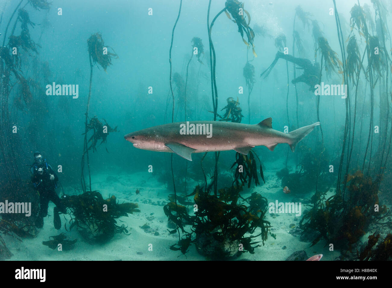 Requin Vache Banque d'image et photos - Alamy
