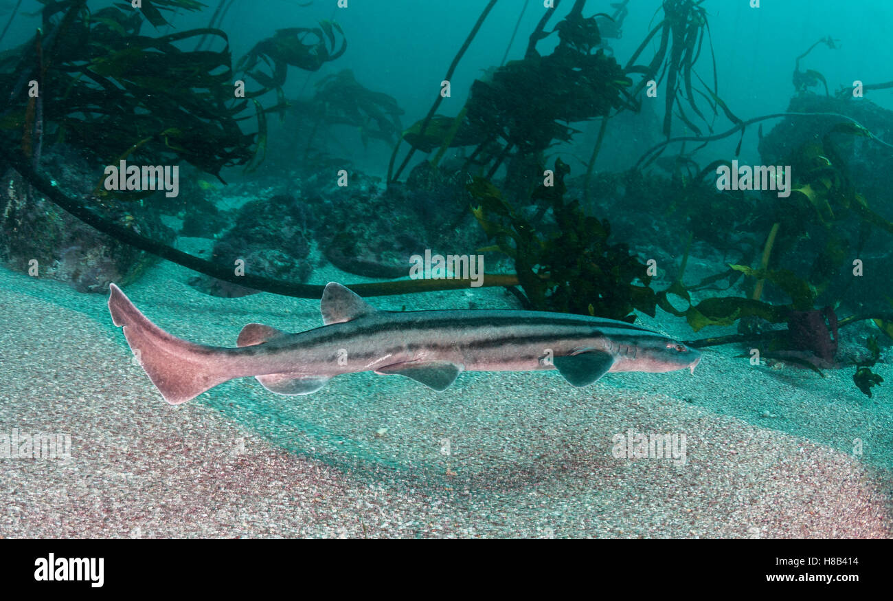 Pyjama requin Banque de photographies et d’images à haute résolution ...