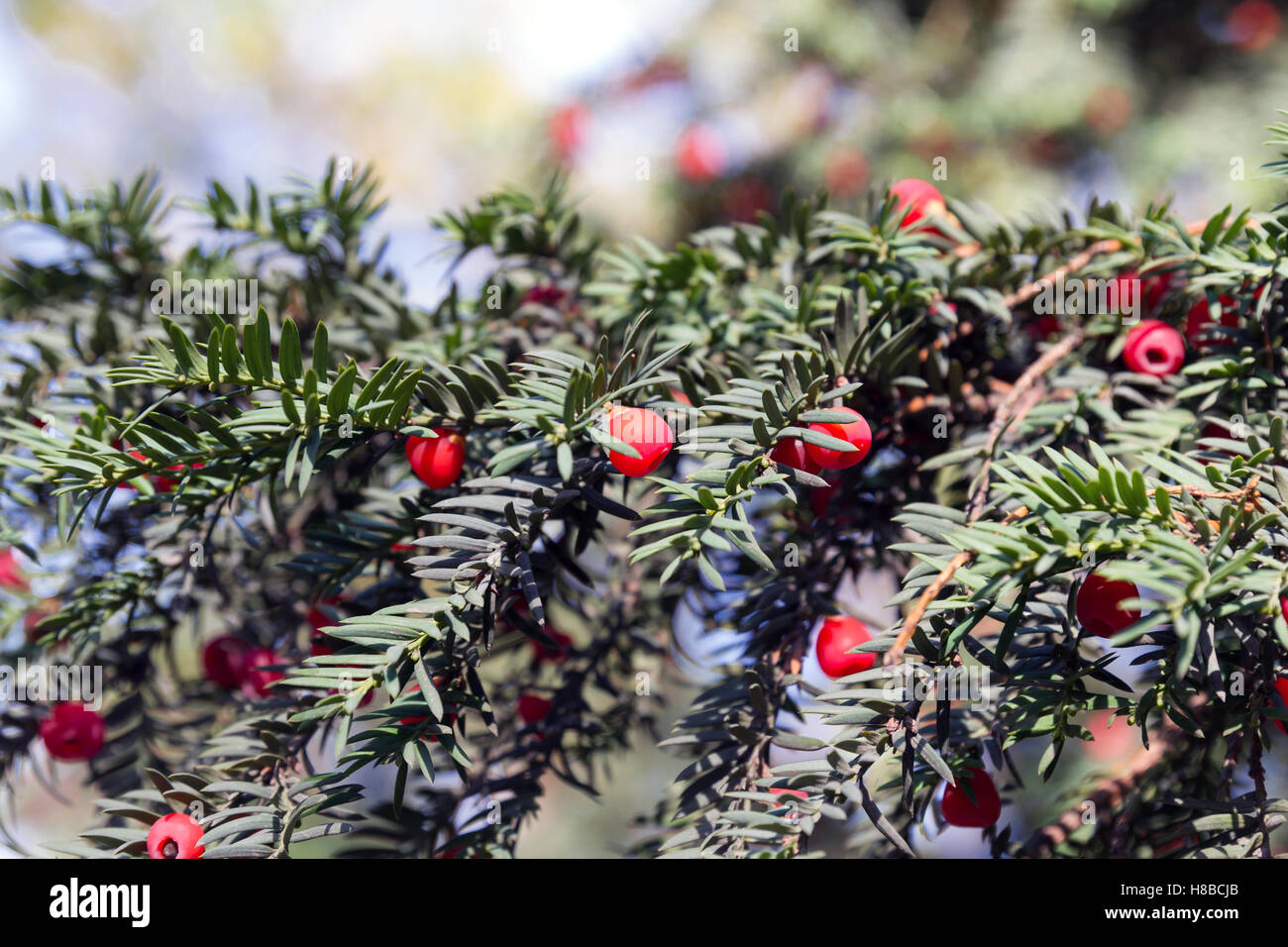 Fruits rouges juteux entre les aiguilles vertes sur une branche d'un ...
