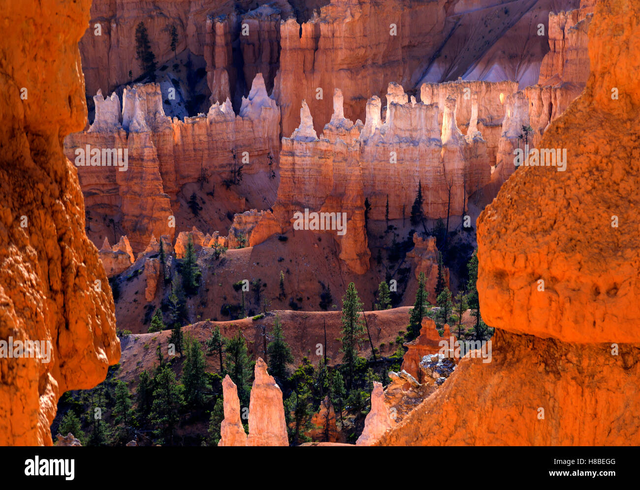 Hoodoos Dans Le Parc National De Bryce Canyon Banque d'image et photos ...