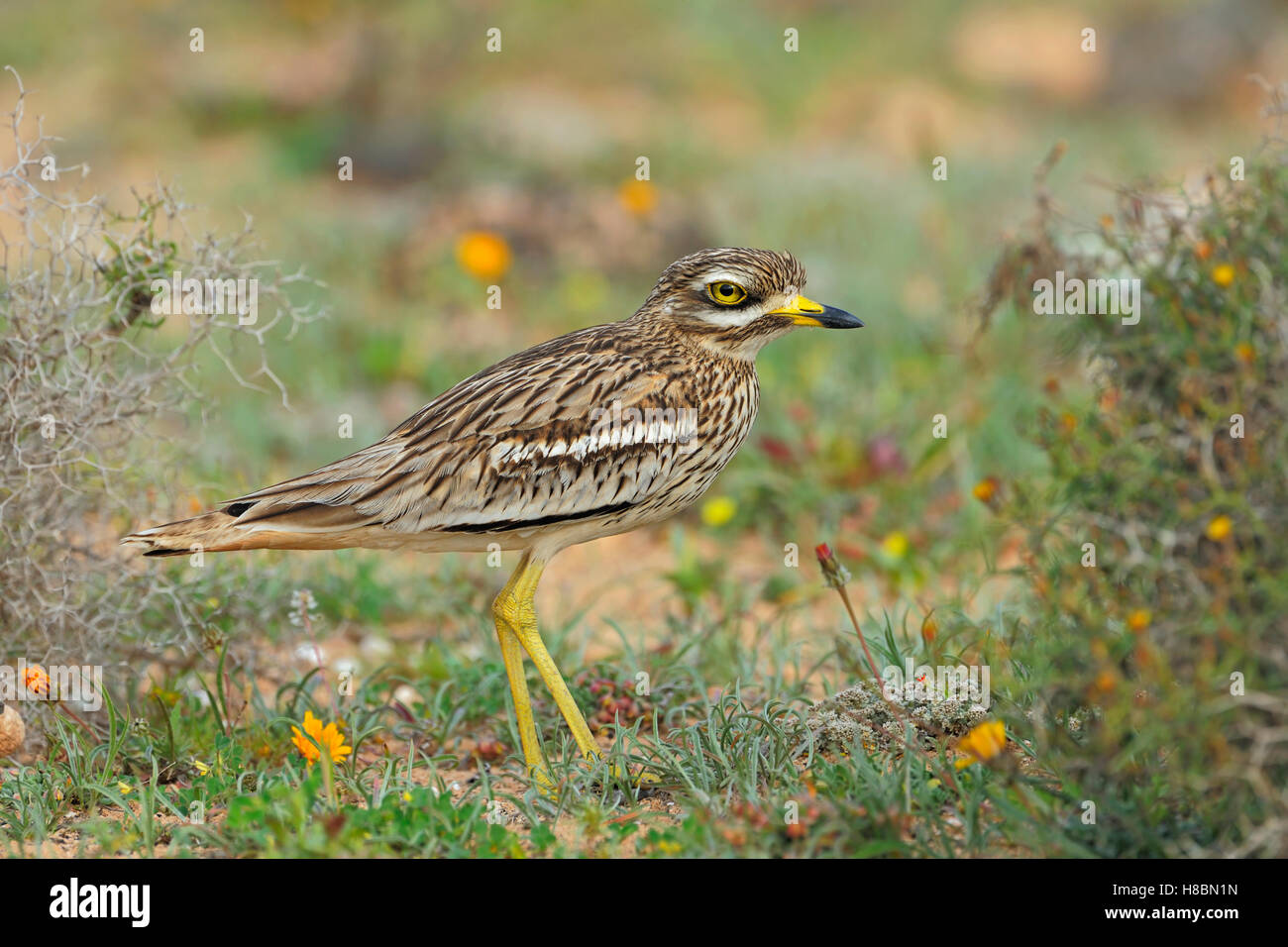 Oedicnème du Sénégal (Burhinus), El Jable, Lanzarote, Îles Canaries ...
