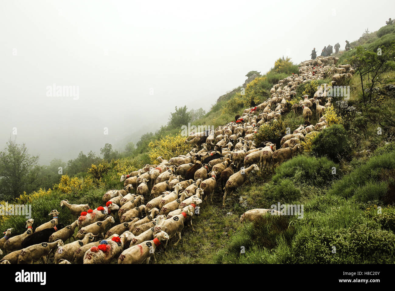 La transhumance mouton Banque de photographies et d’images à haute ...